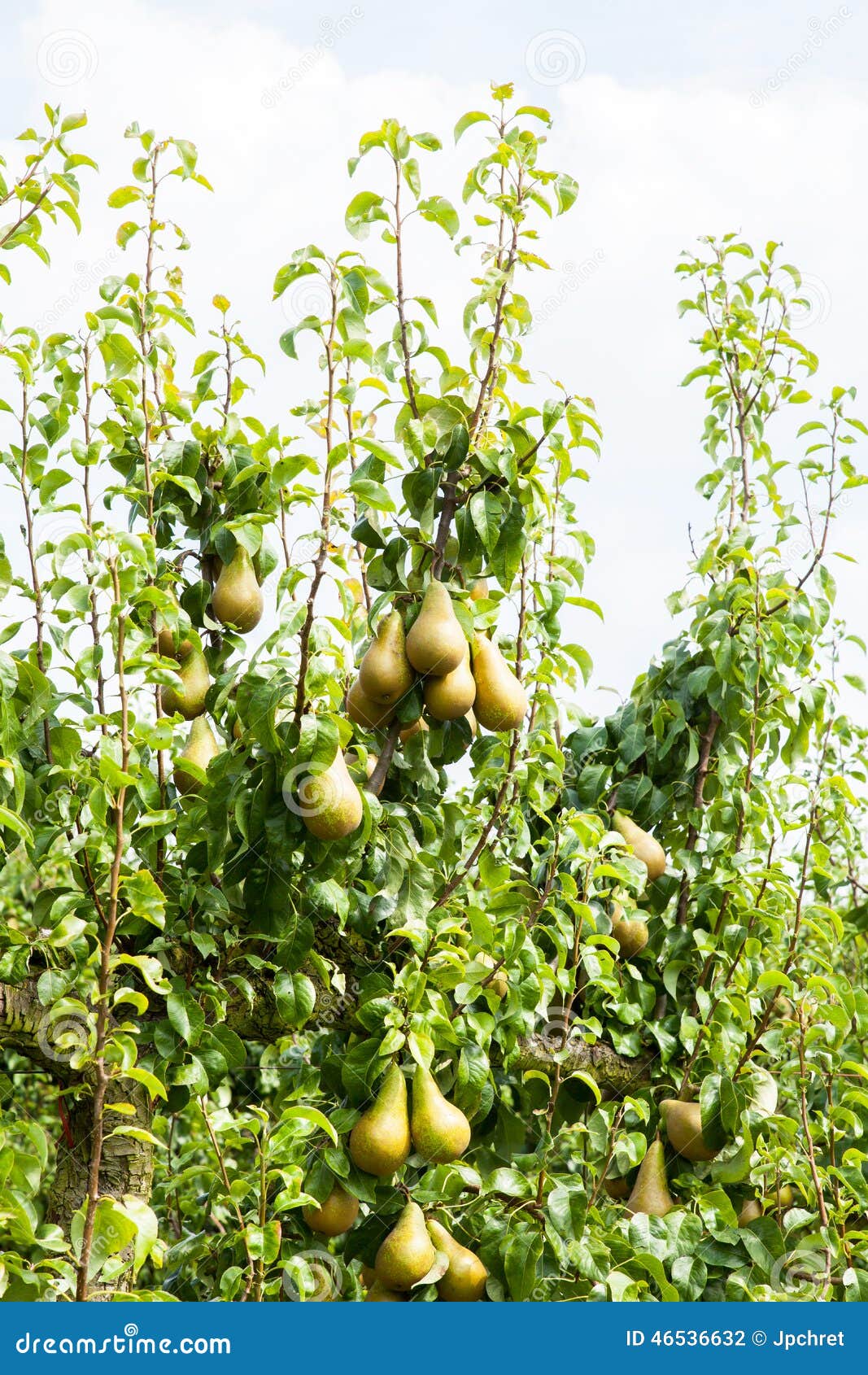 Pear Trees Laden with Fruit in an Orchard Stock Photo - Image of leaf ...
