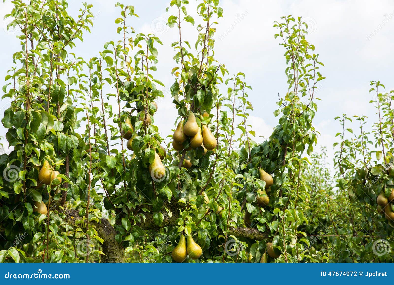Pear Trees Laden with Fruit in an Orchard in the Sun Stock Photo ...