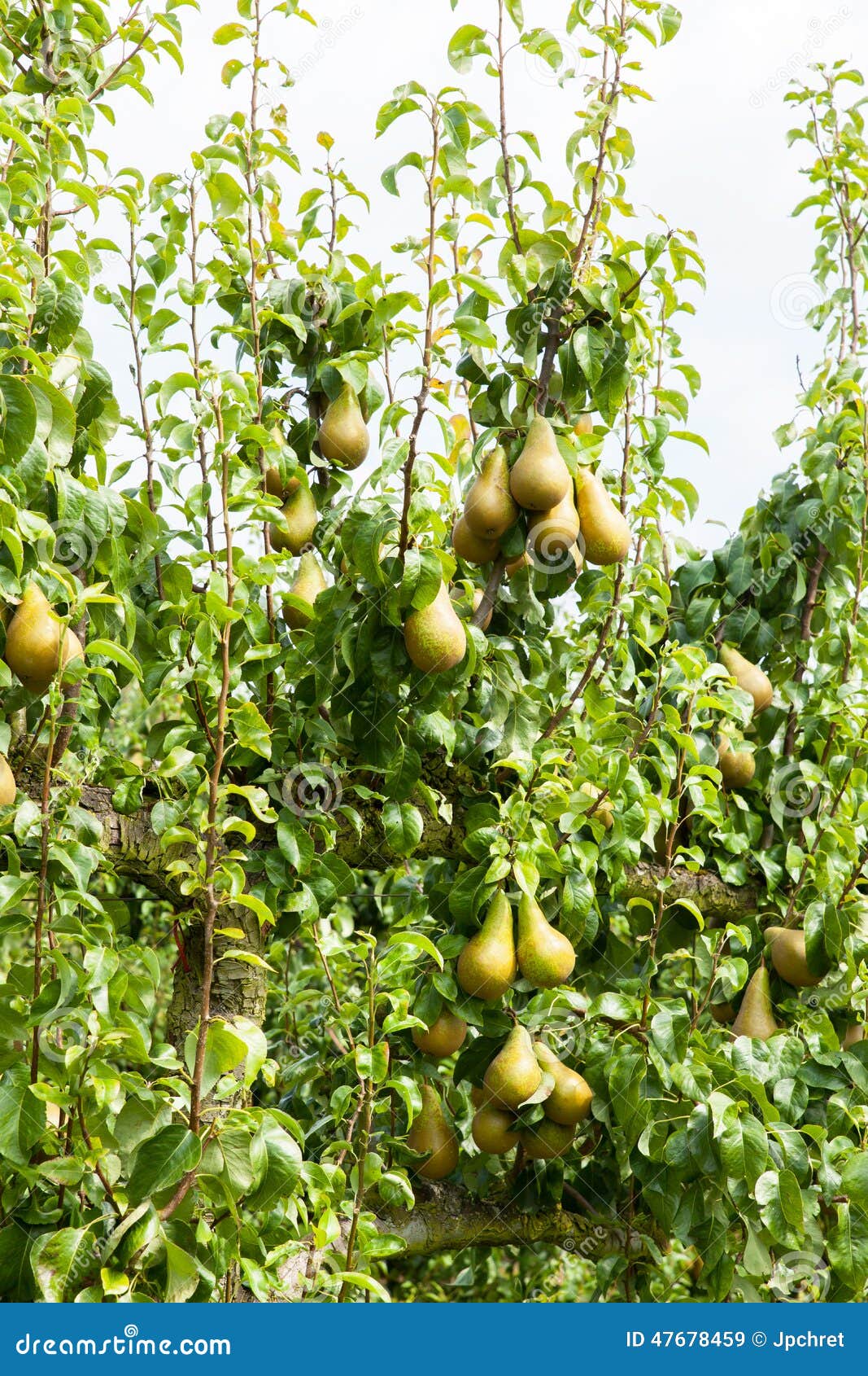 Pear Trees Laden with Fruit in an Orchard in the Sun Stock Image ...
