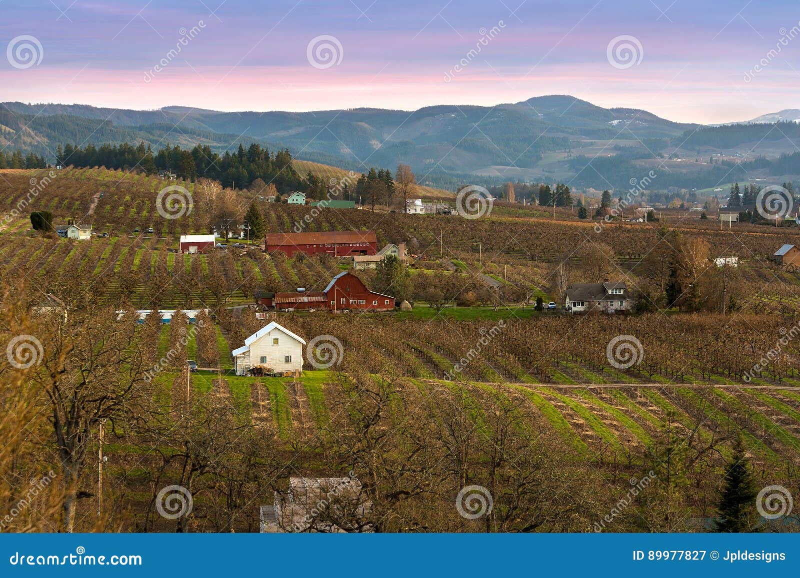 Pear Trees Orchard in Hood River Stock Image - Image of rows, farms ...