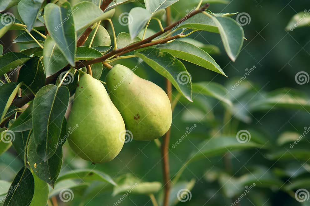 Pear stock photo. Image of rudimentary, tree, food, close - 32151000
