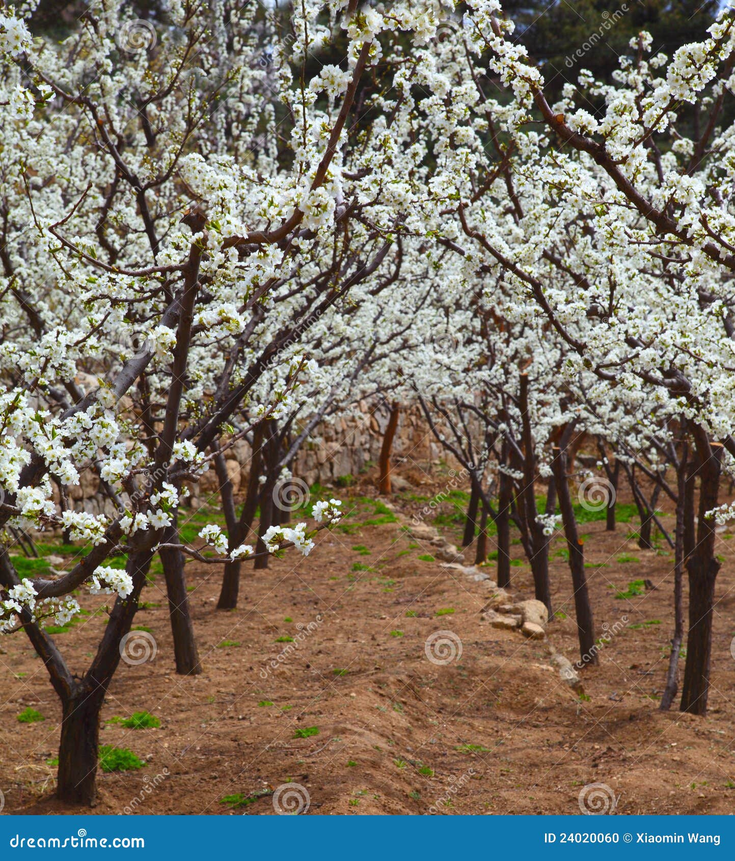 Pear woods stock photo. Image of fields, color, background - 24020060