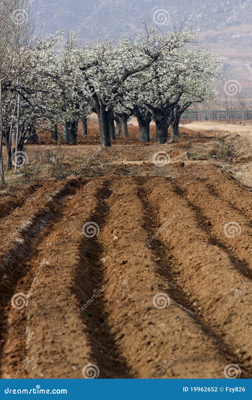 Pear woods and fields stock photo. Image of leaves, color - 19962652