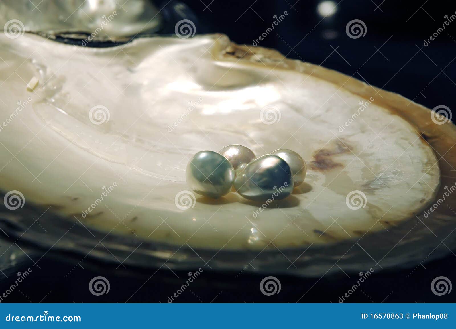 Pearl stock image. Image of opened, ocean, isolated, jewels - 16578863