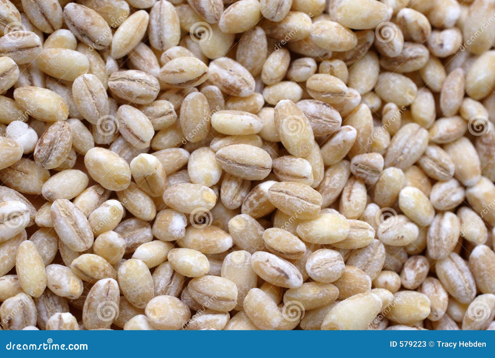 Pearl barley stock image. Image of pearl, grain, closeup - 579223
