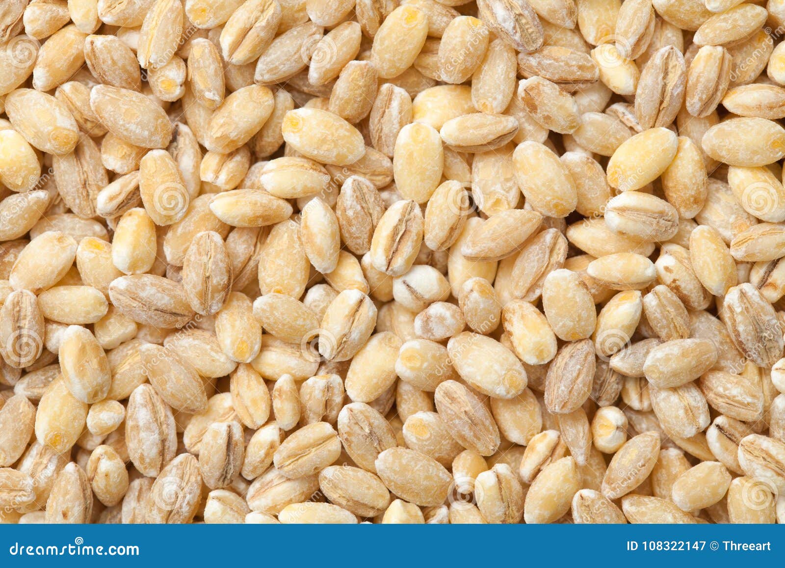 Pearl Barley Background stock image. Image of agriculture - 108322147