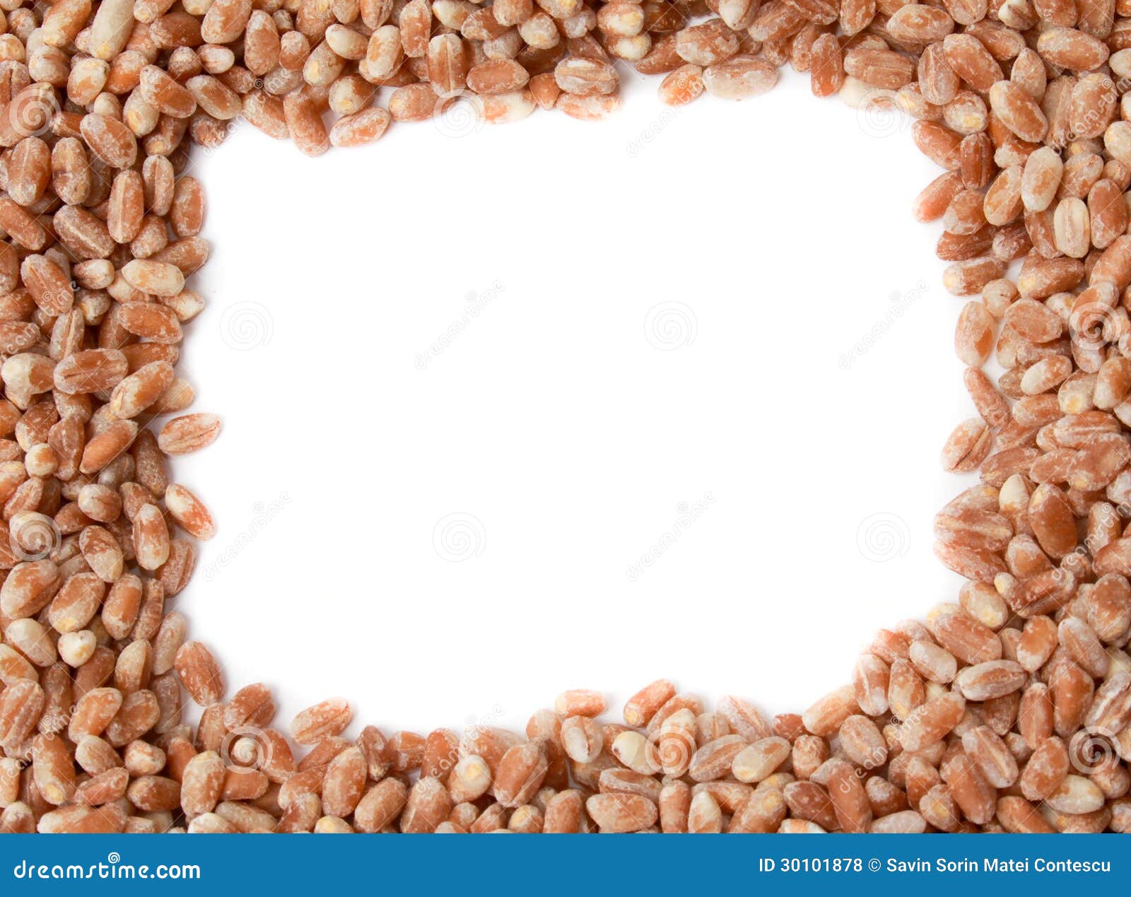 Barley grains frame stock photo. Image of cereals, agricultural - 30101878