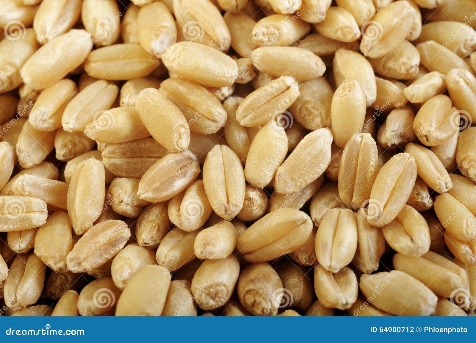 Pearl Barley Grains Background Stock Photo - Image of peeled, wheat ...