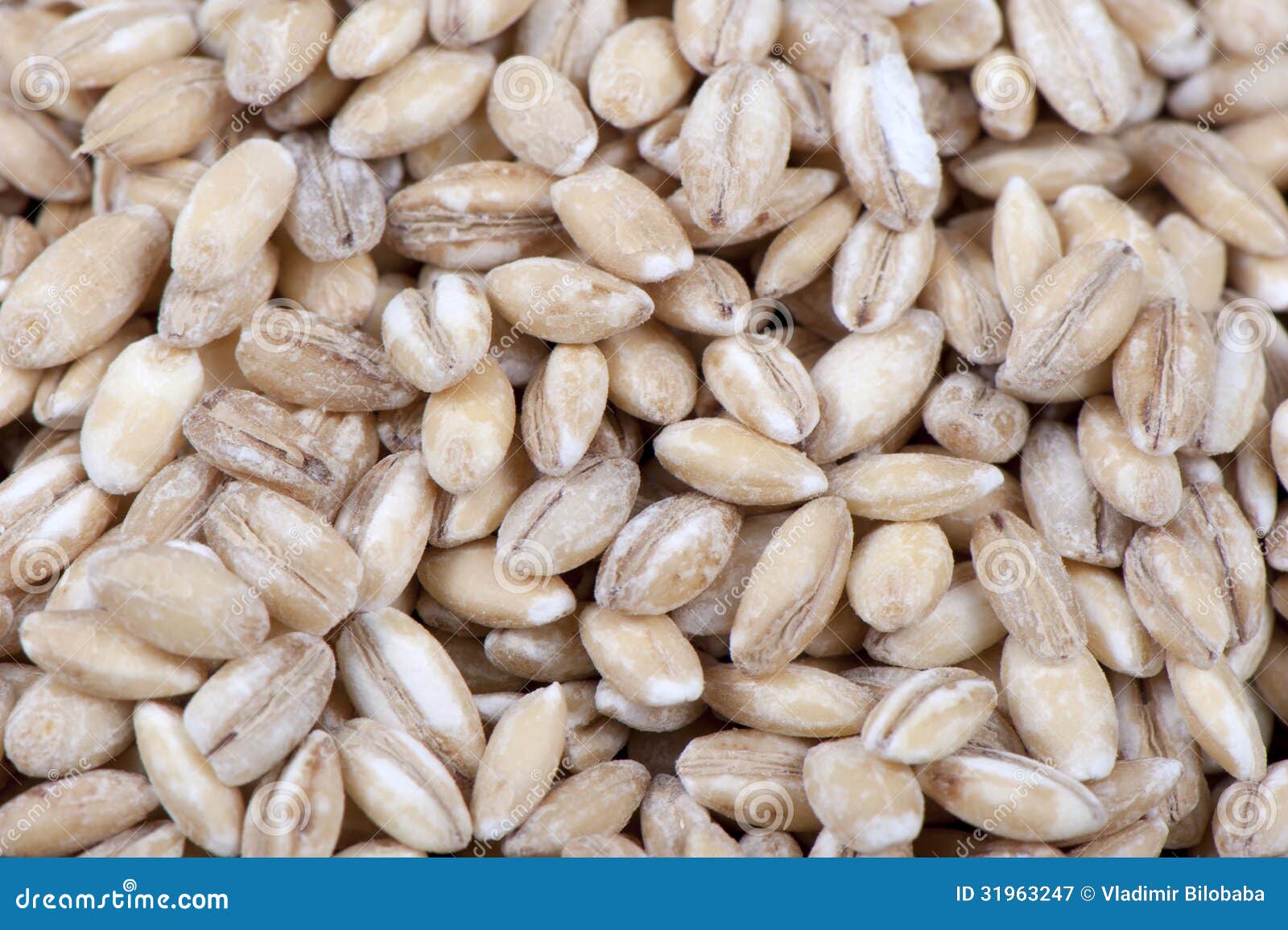 Pearl barley stock image. Image of wheat, grains, light - 31963247