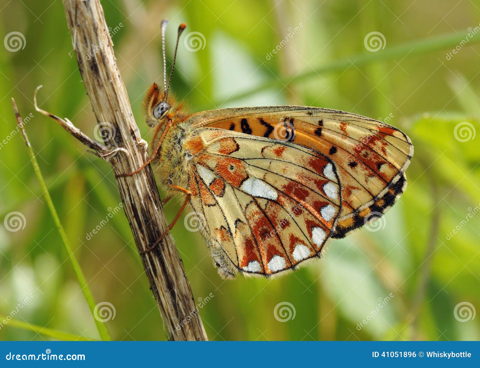 Pearl-bordered Fritillary Butterfly Stock Photo - Image of wildlife ...
