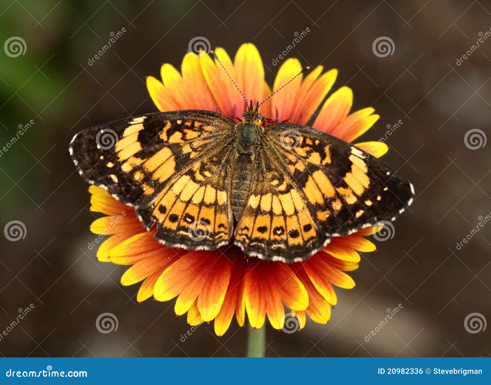Pearl crescent butterfly stock photo. Image of brush - 20982336