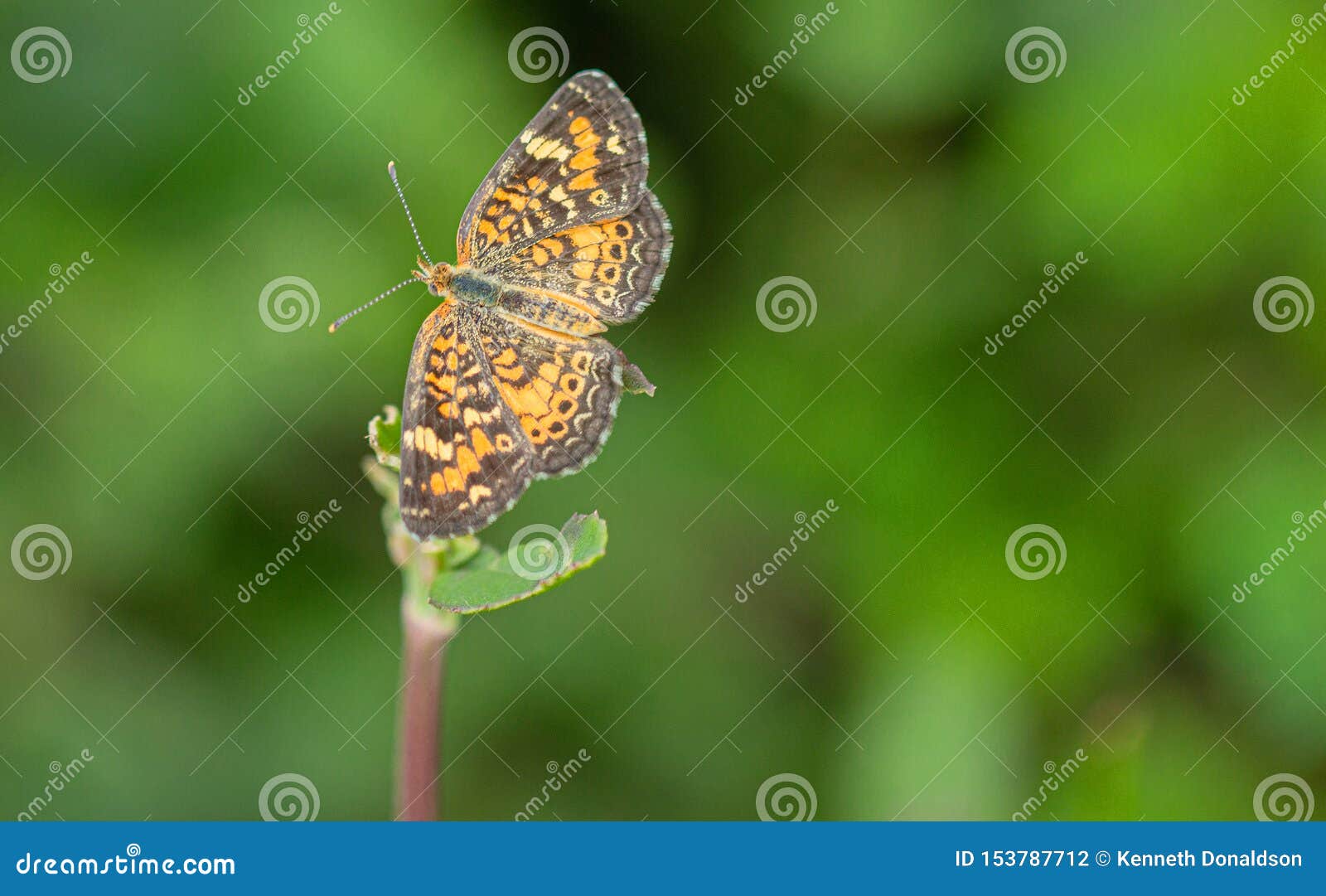 Pearl Crescent, Phyciodes Tharos, on Frog Fruit Flower, Seminole ...