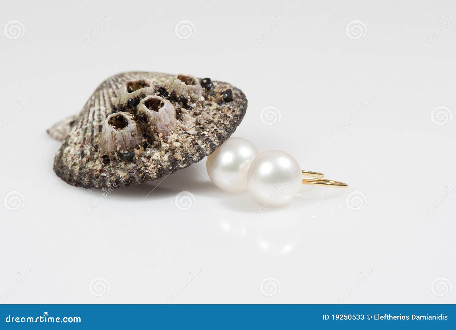 Pearl earring an a shell stock image. Image of concept - 19250533