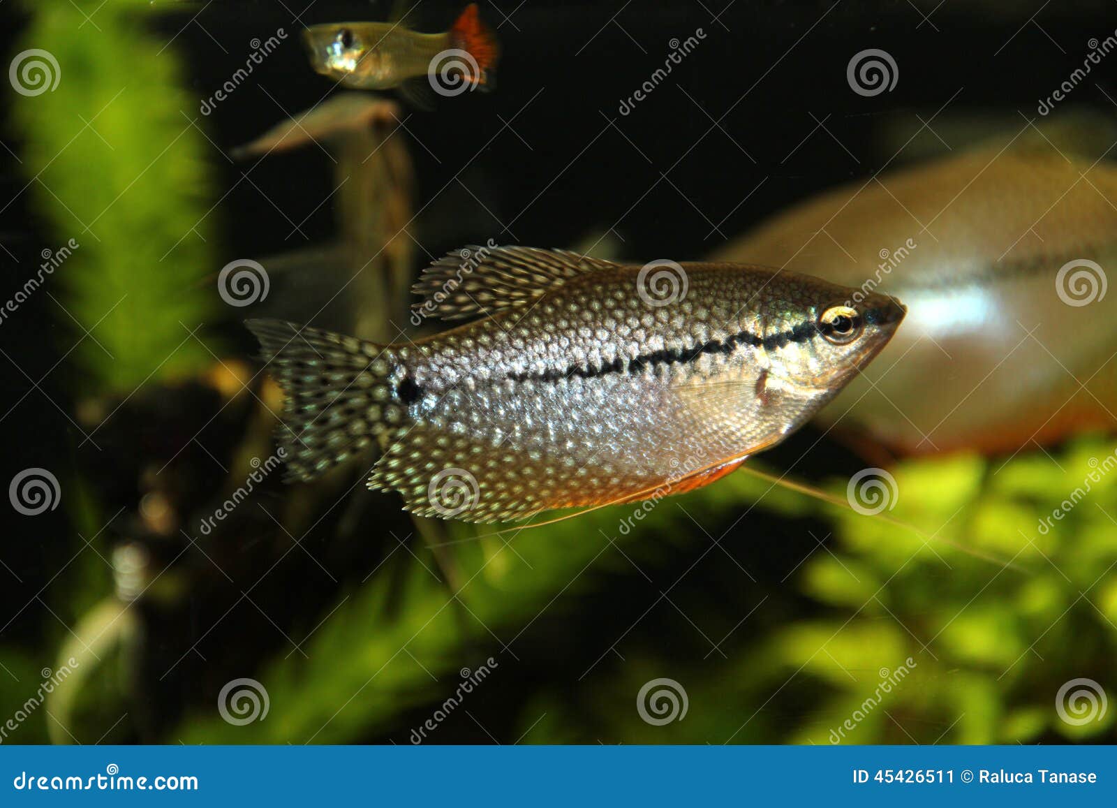 Pearl Gourami (Trichopodus Leerii) Stock Photo | CartoonDealer.com ...