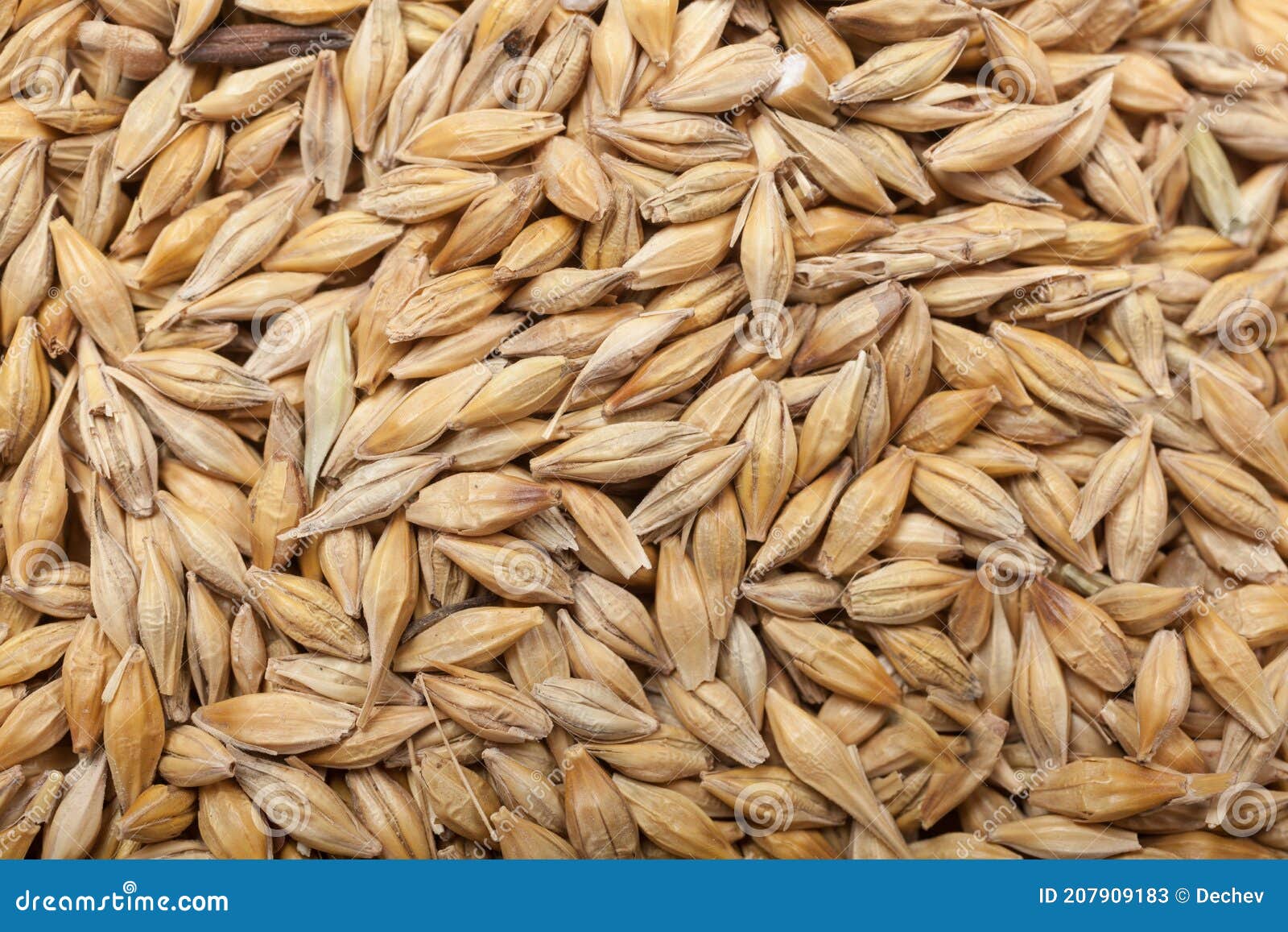 Pearl Grain. Raw Pearl Grains . Background of Pearl Grain Stock Image ...