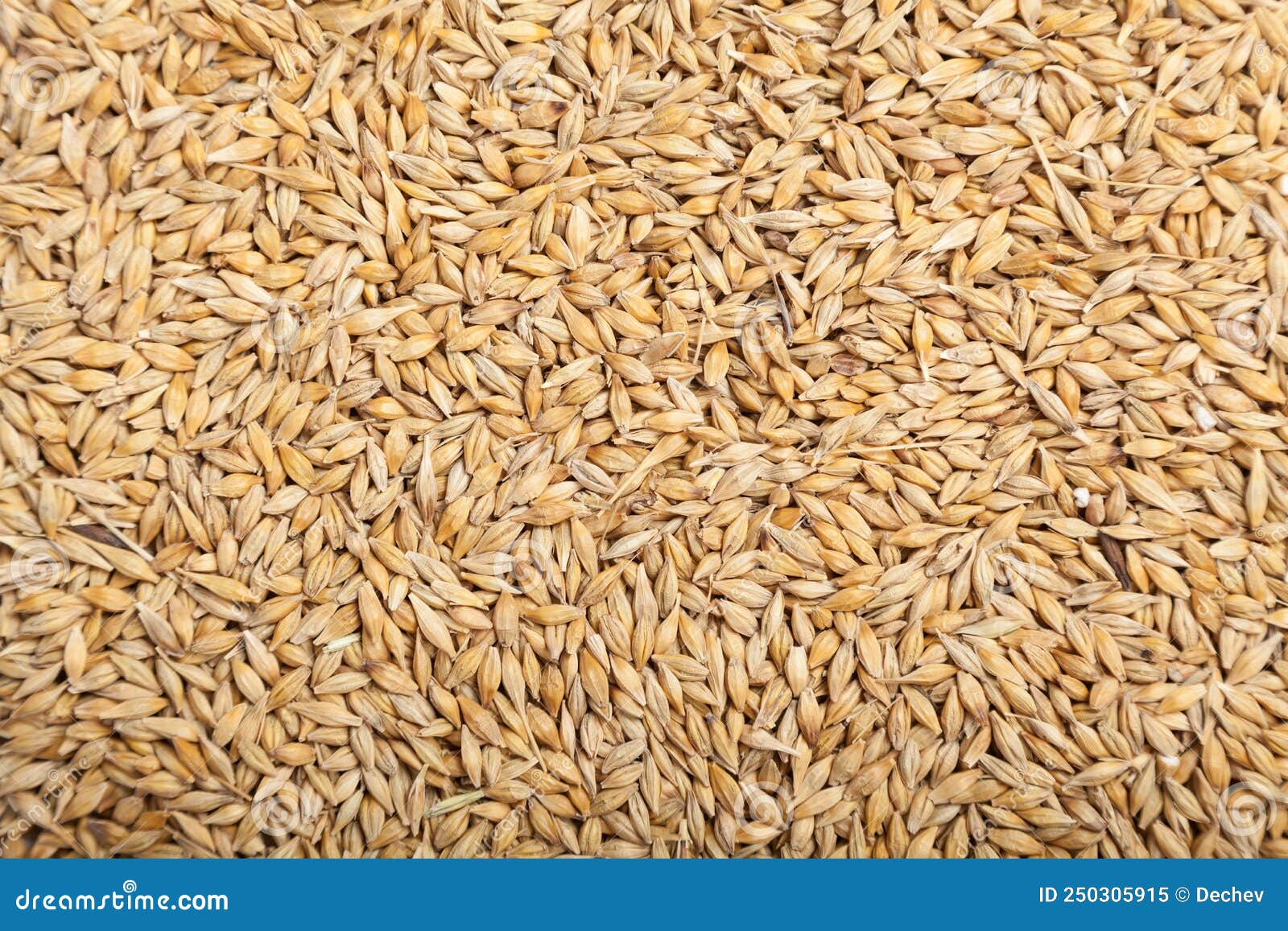 Pearl Grain. Raw Pearl Grains . Background of Pearl Grain Stock Image ...