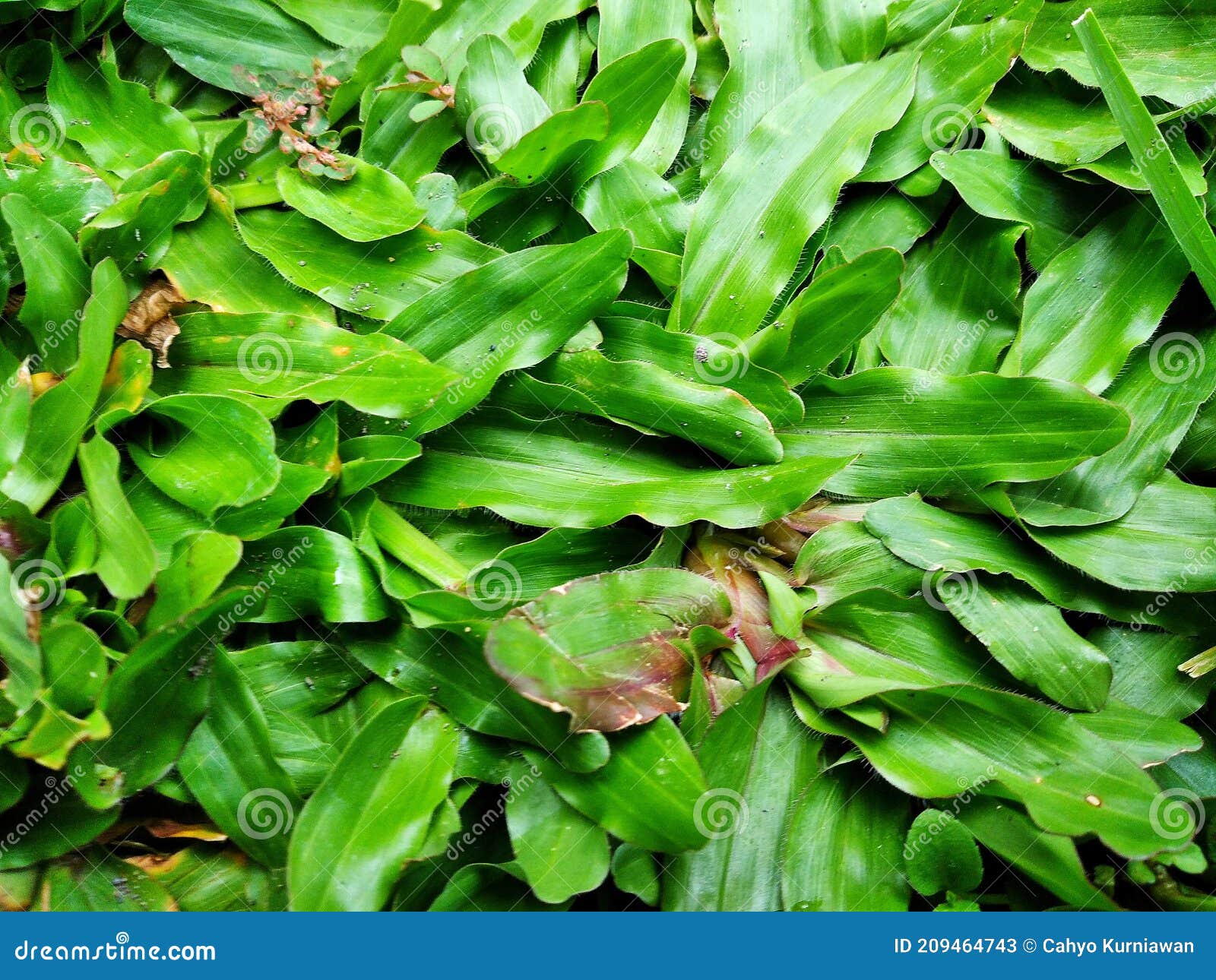 Pearl Grass Backyard Stock Photos - Free & Royalty-Free Stock Photos ...