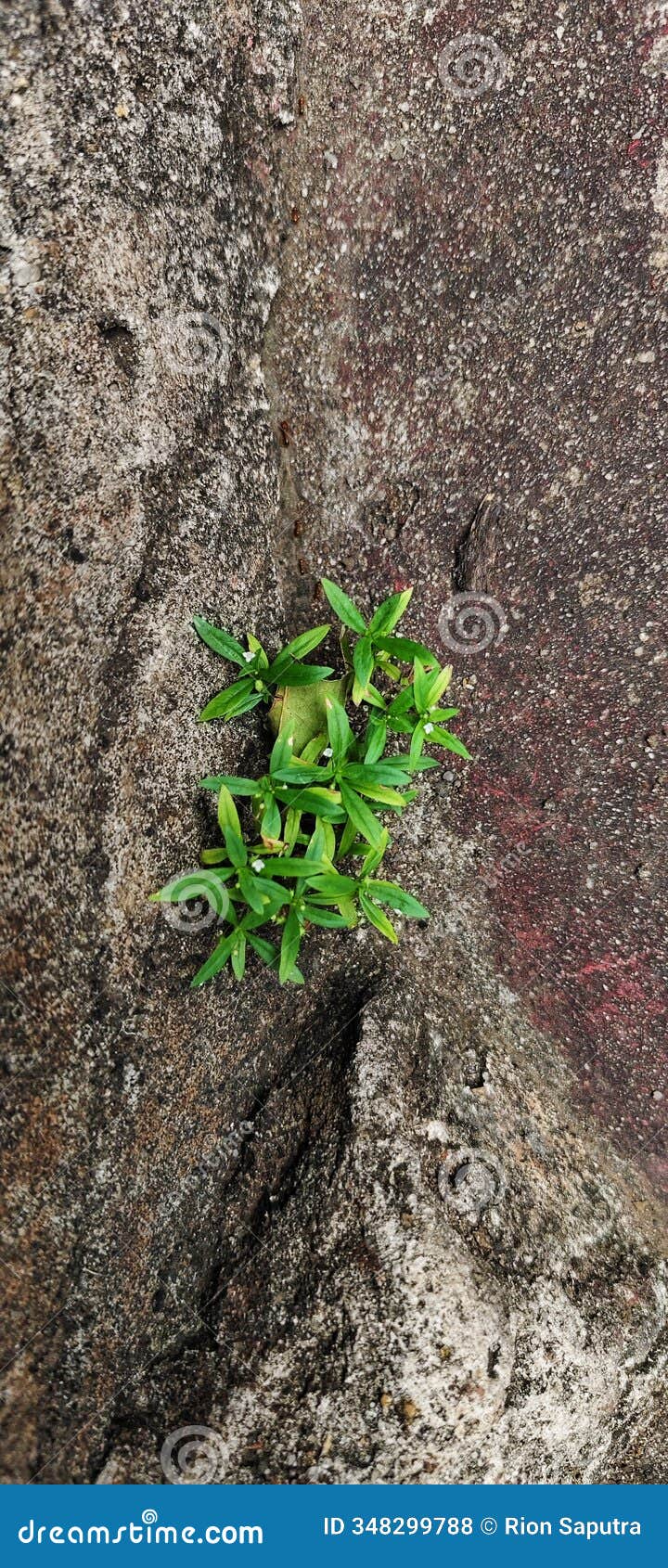 Pearl Grass Grows Abundantly between the Cliffs of the Waterfall Stock ...