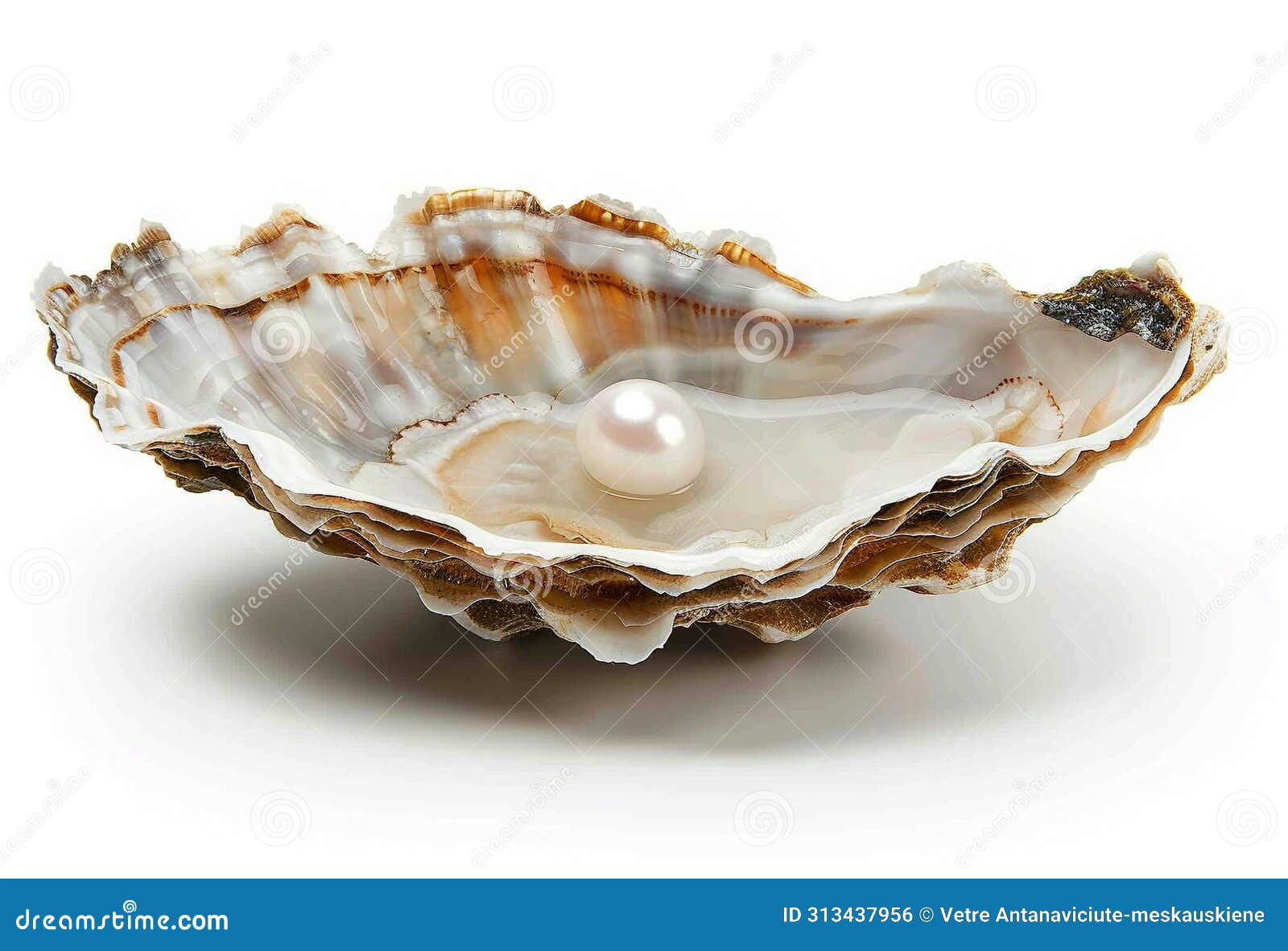 Pearl Inside an Open Oyster Stock Photo - Image of aquatic, natural ...
