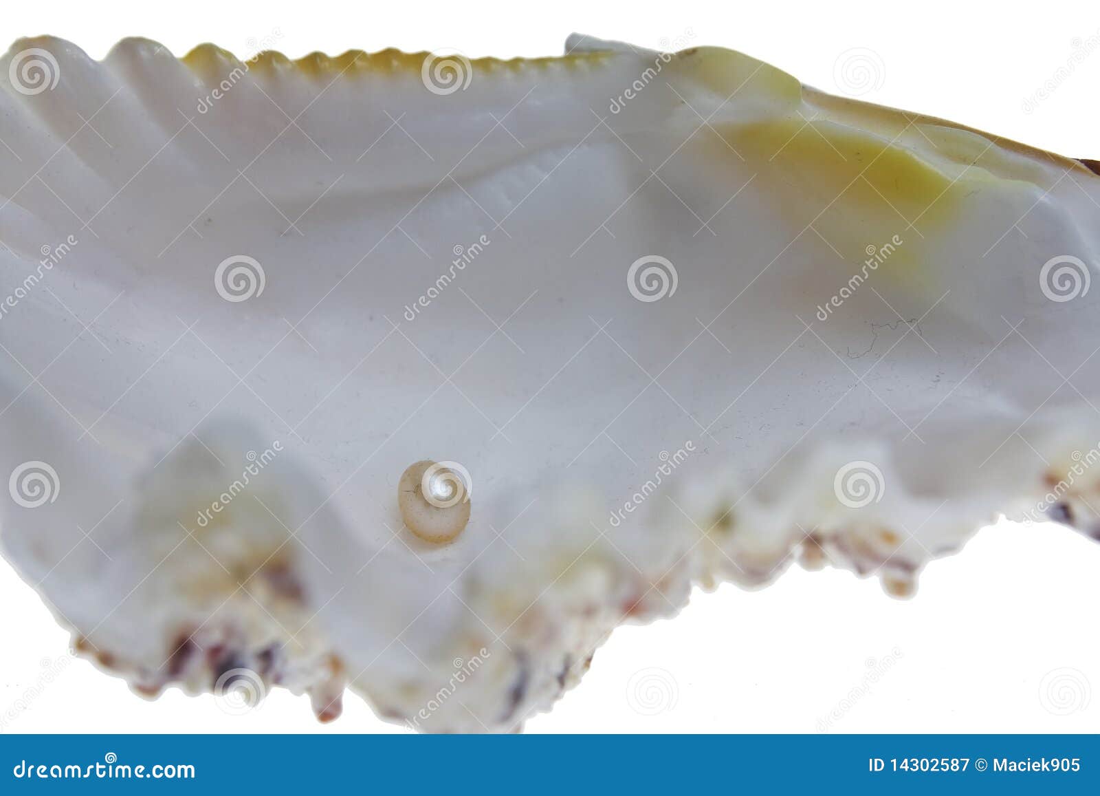 Pearl inside the shell stock image. Image of macro, beauty - 14302587