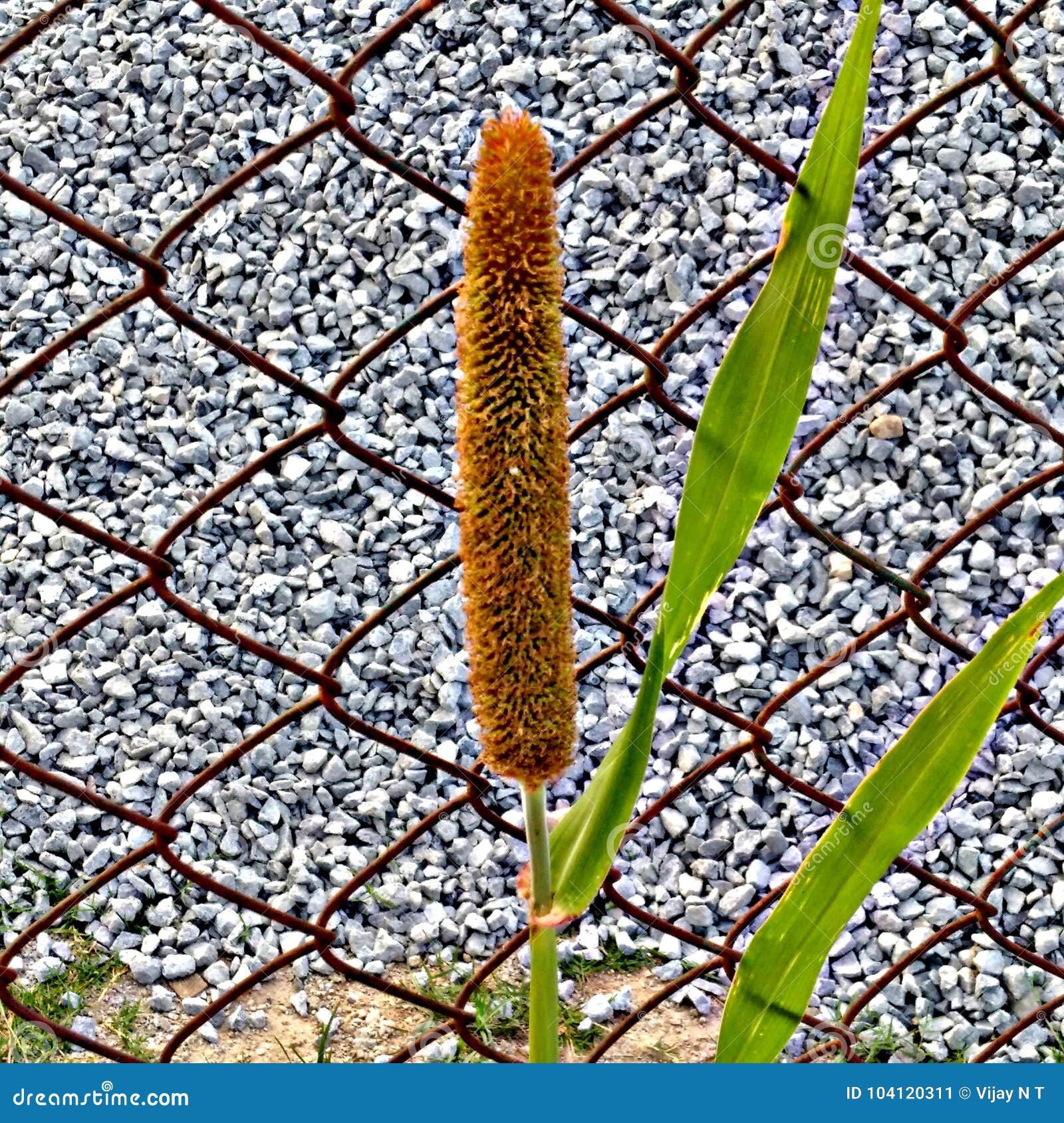 Pearl Millet Grain Plant stock image. Image of plant - 104120311