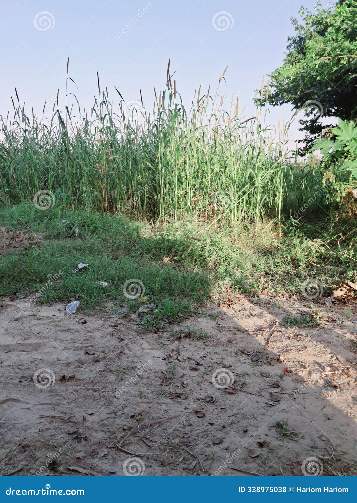 Pearl millet Tree on field stock photo. Image of located - 338975038