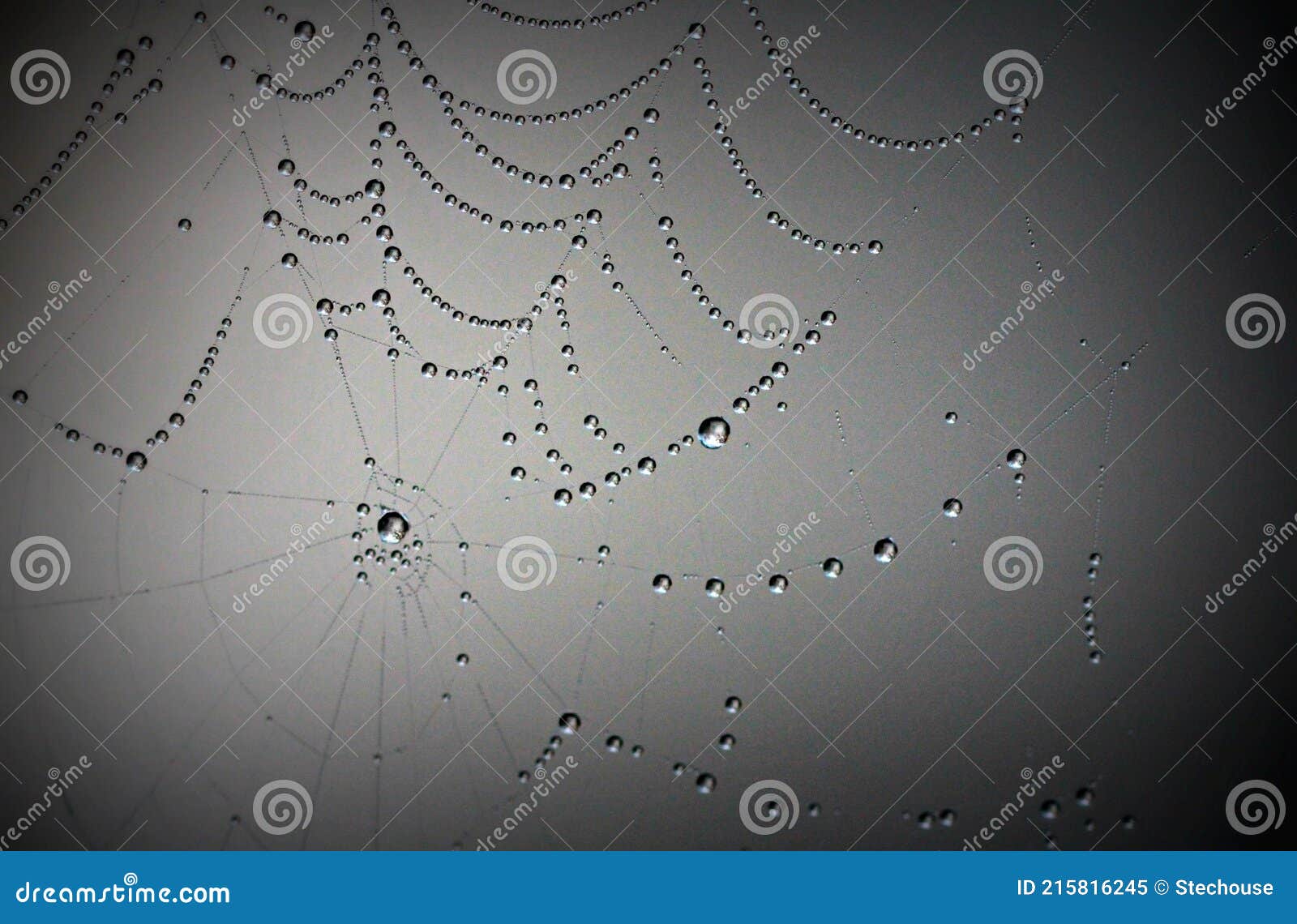 A Pearl Necklace is Dew Drops on a Spider`s Web Stock Image - Image of ...