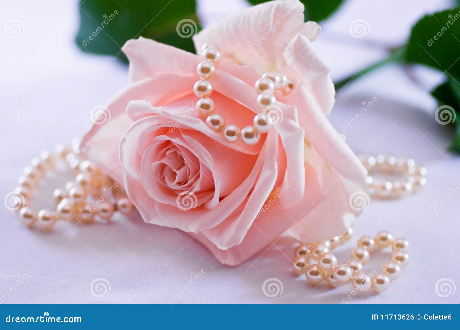 Pink Rose Between Leaves In The Background Royalty-Free Stock Image ...