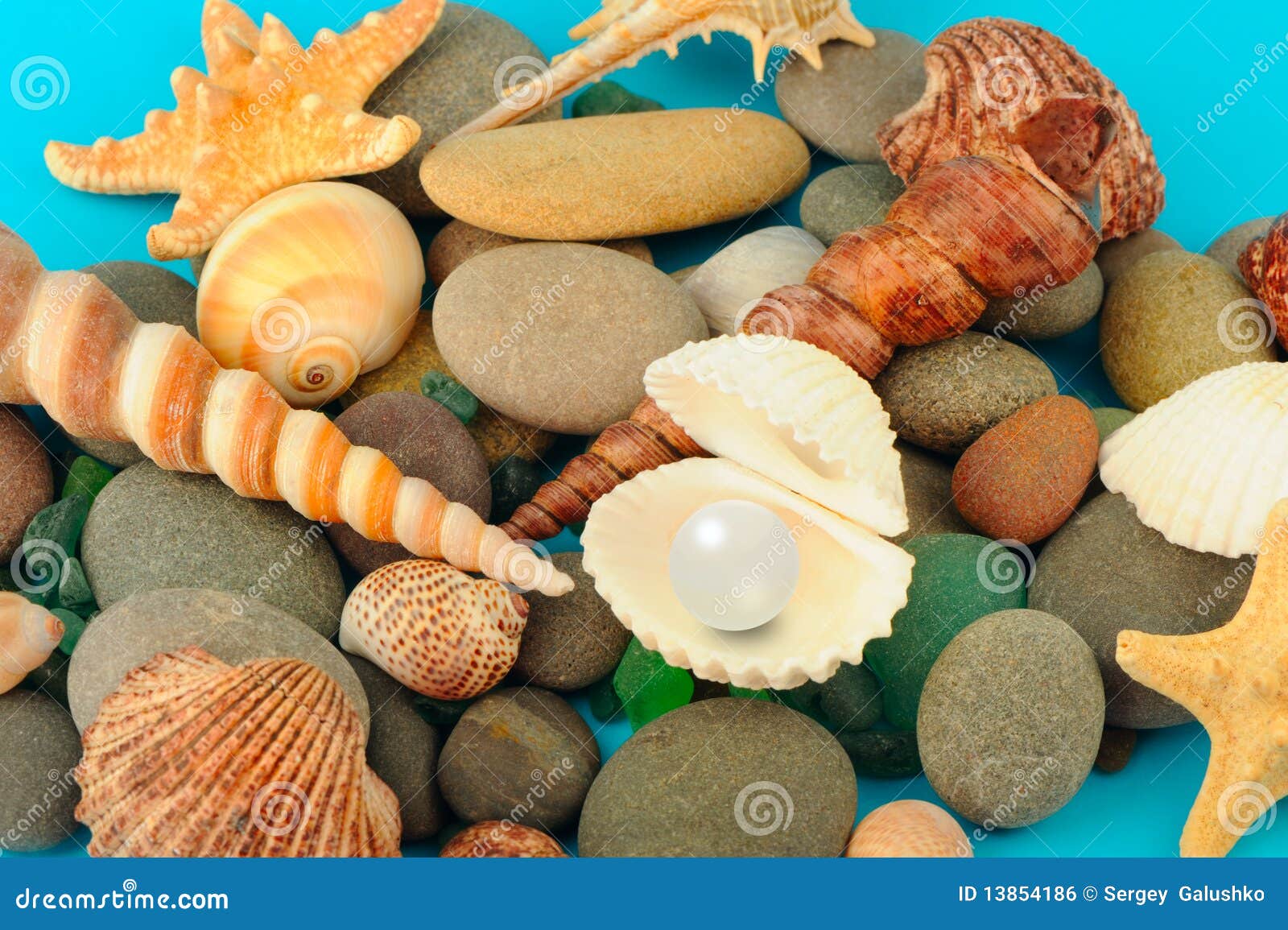 Pearl in the Open Cockleshell Stock Photo - Image of object, closeup ...