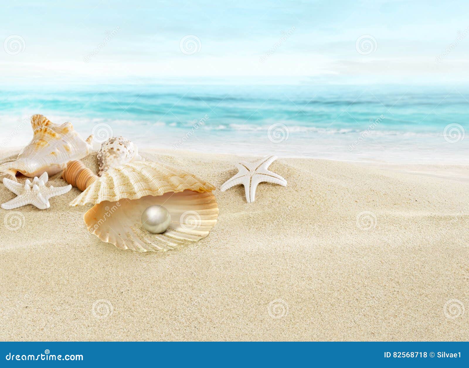 Open Shell Of Great Scallop Shellfish Isolated On A White Background ...