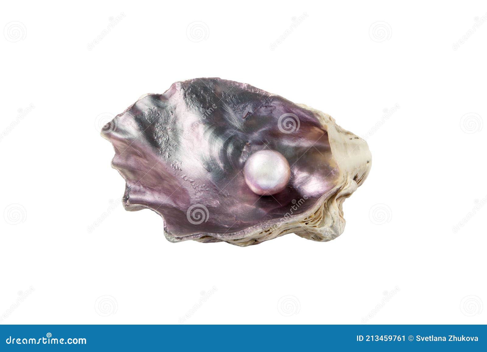 Pearl in the Oyster Shell Isolated on White Stock Image - Image of ...