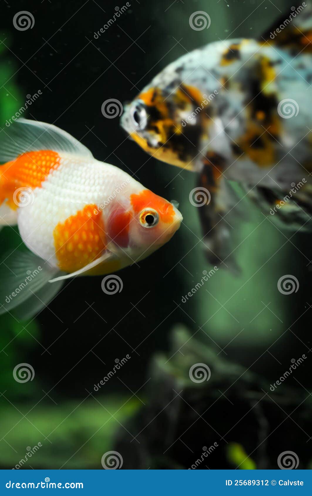 Pearl scale oranda stock photo. Image of pearlscale, swim - 25689312