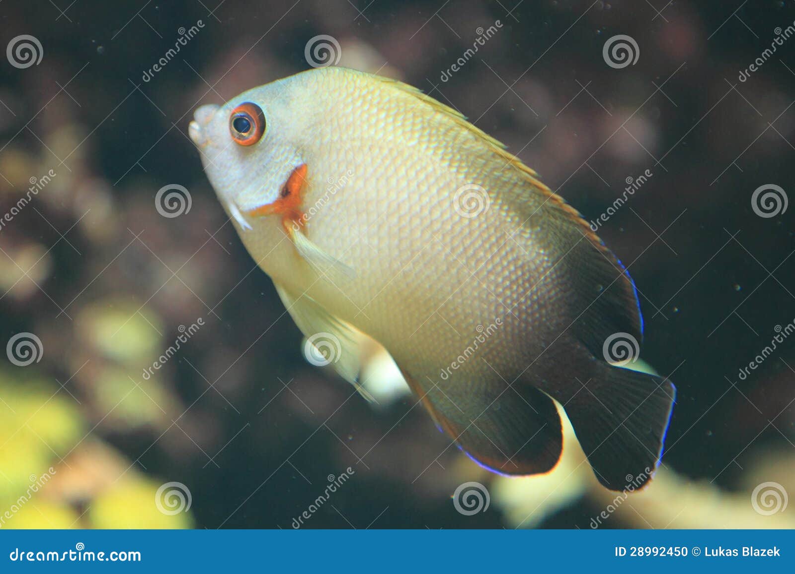 Pearl-scaled angelfish stock photo. Image of pearl, ocean - 28992450