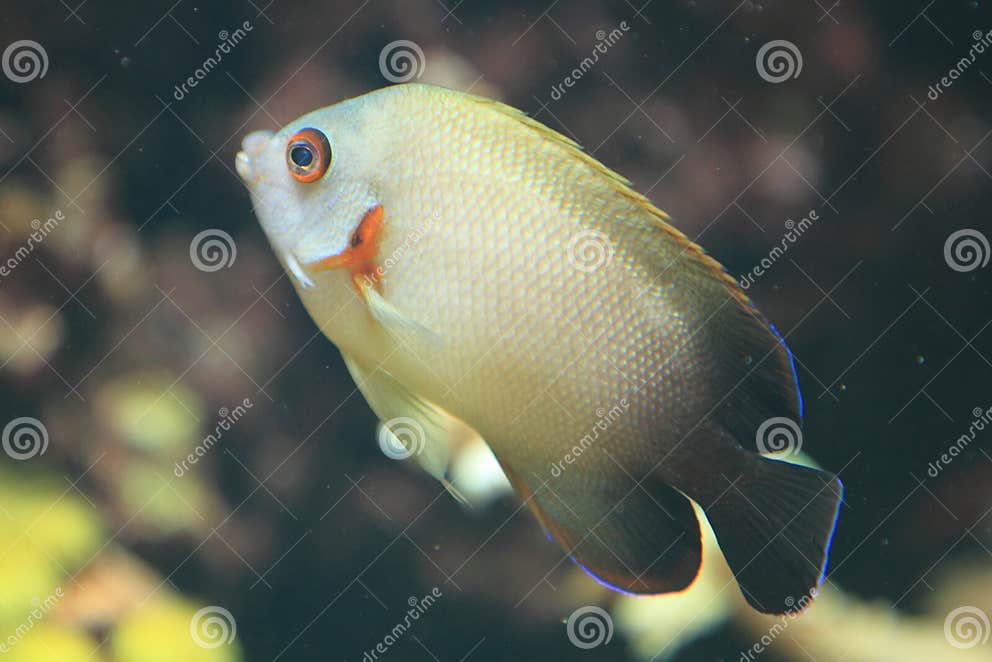 Pearl-scaled angelfish stock photo. Image of pearl, ocean - 28992450