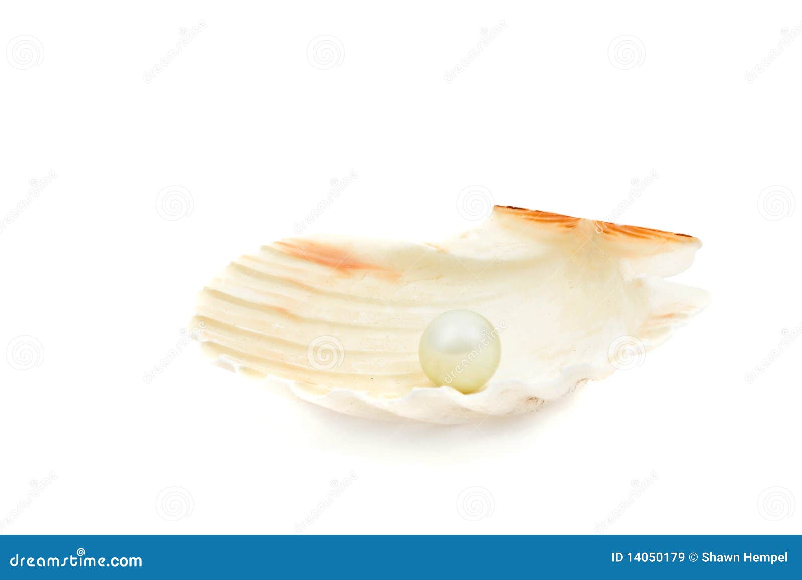 Pearl in sea shell stock image. Image of beauty, pearl - 14050179
