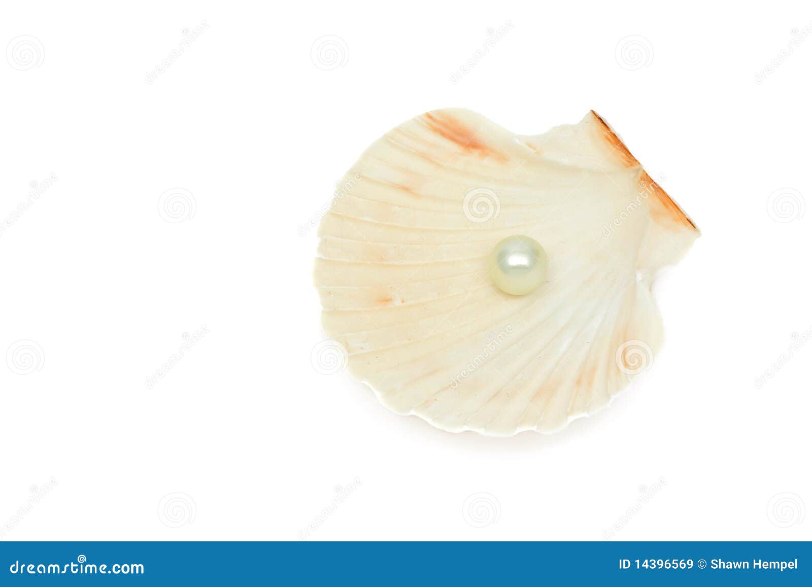 Pearl in sea shell stock image. Image of life, beauty - 14396569