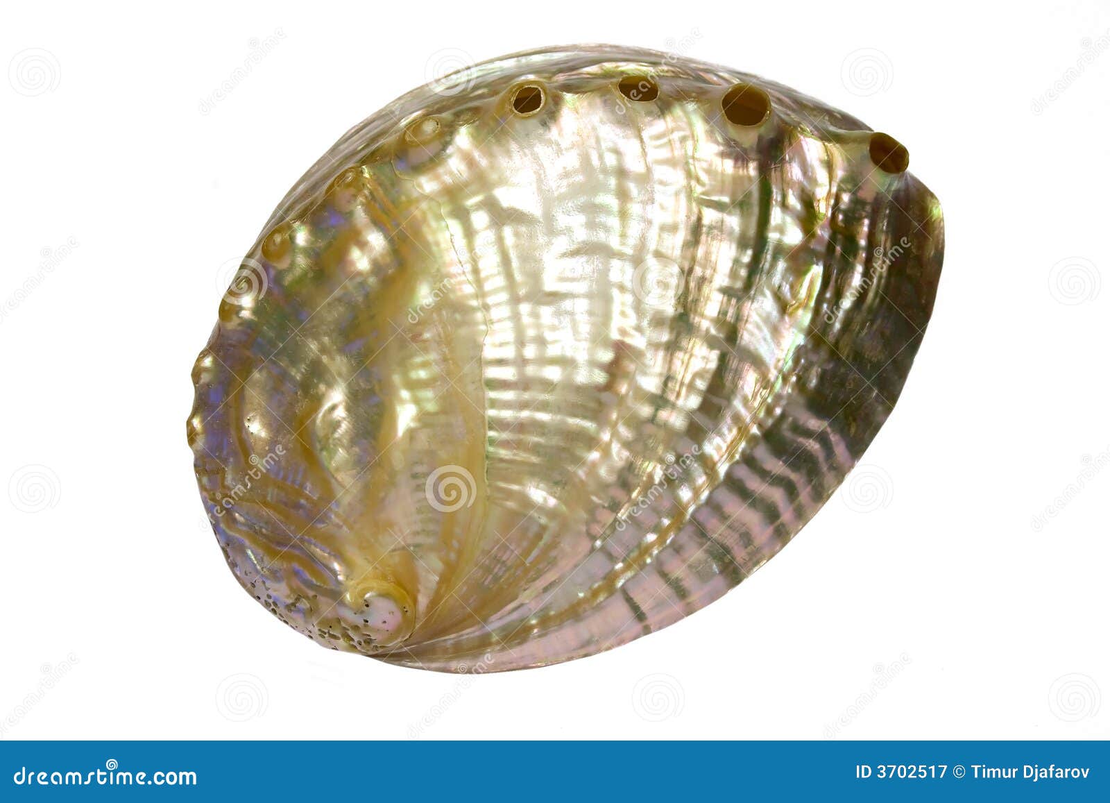 Pearl seashell 1 stock image. Image of high, center, seashell - 3702517