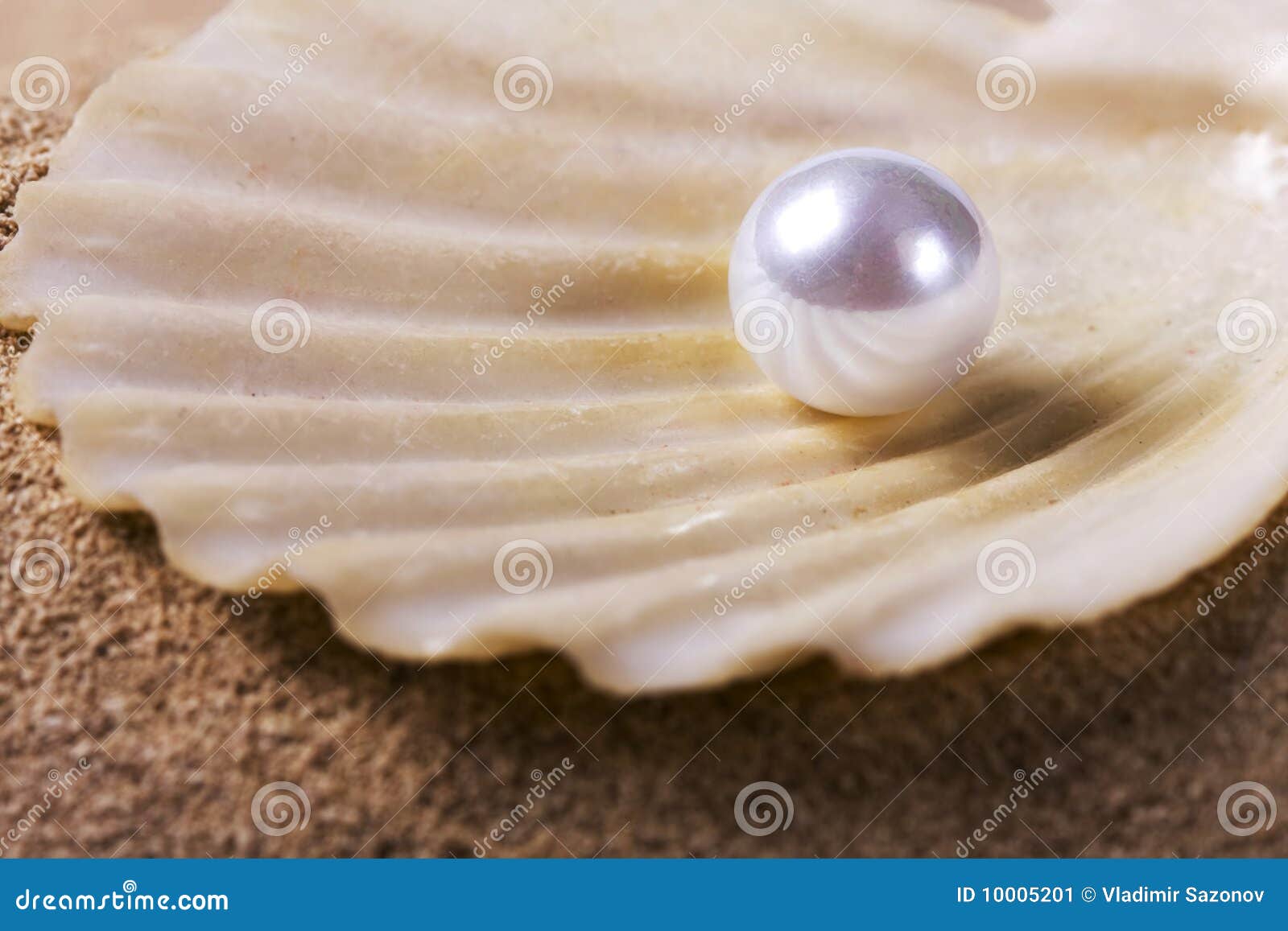 Pearl on the seashell stock image. Image of nature, dive - 10005201