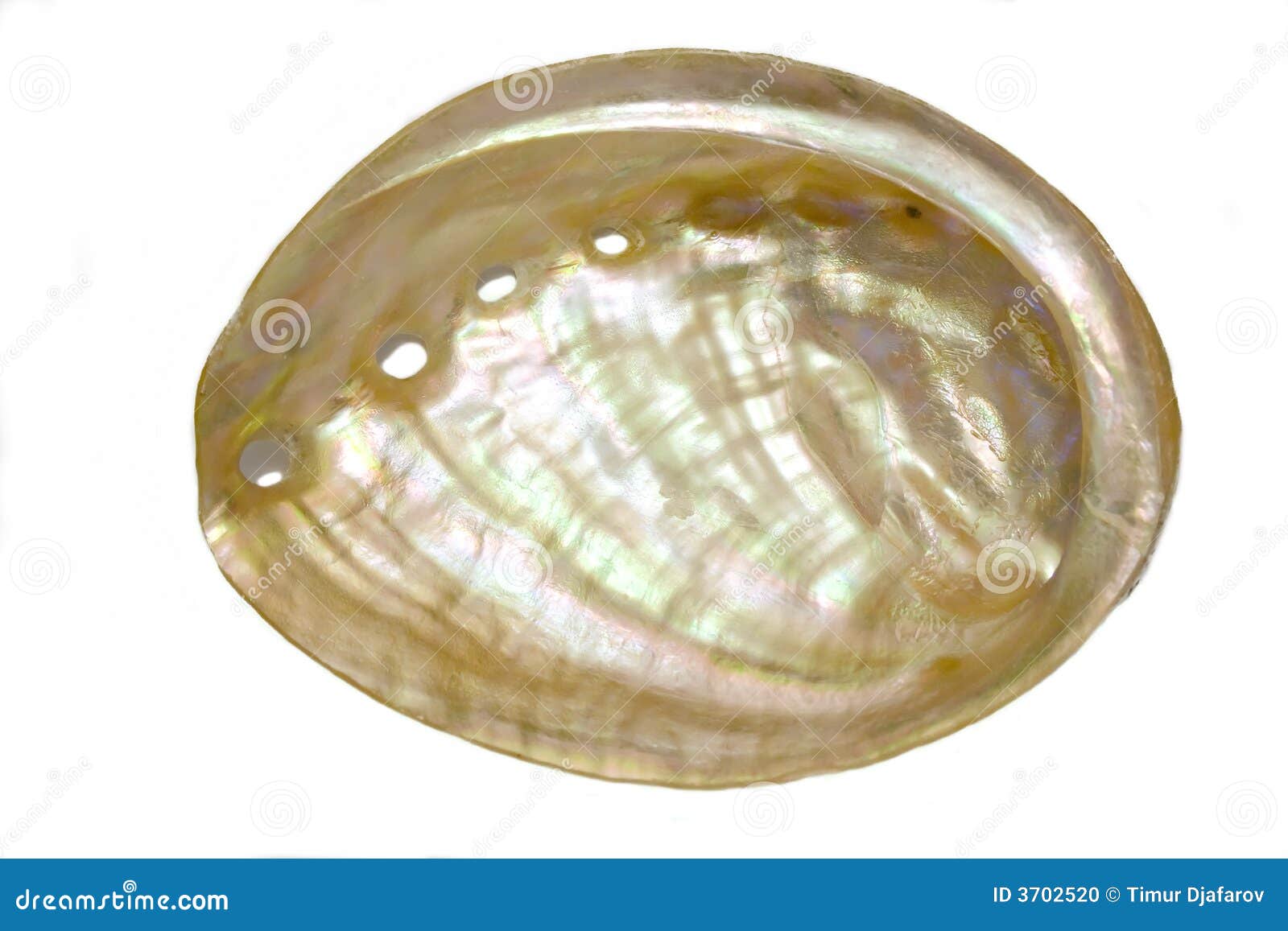 Pearl seashell 2 stock photo. Image of close, mollusk - 3702520