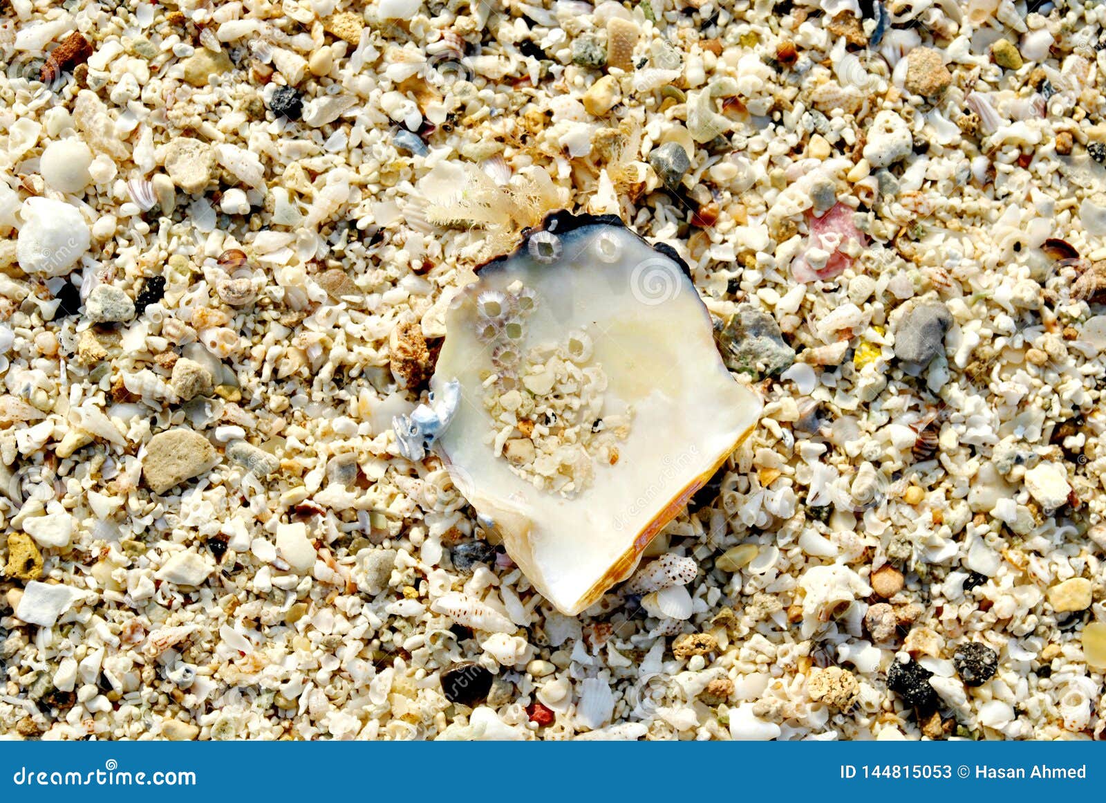 Pearl seashell close up stock image. Image of effect - 144815053
