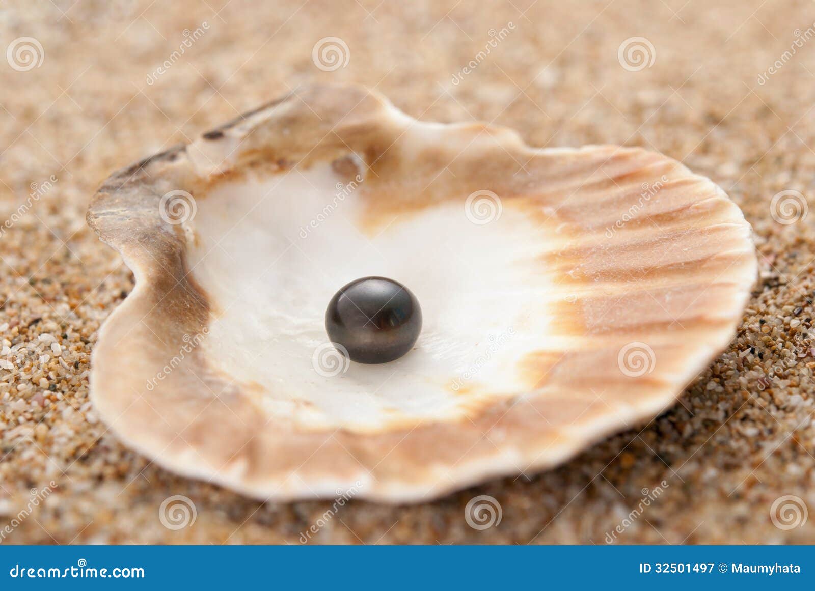 Pearl on the seashell stock image. Image of coastline - 32501497