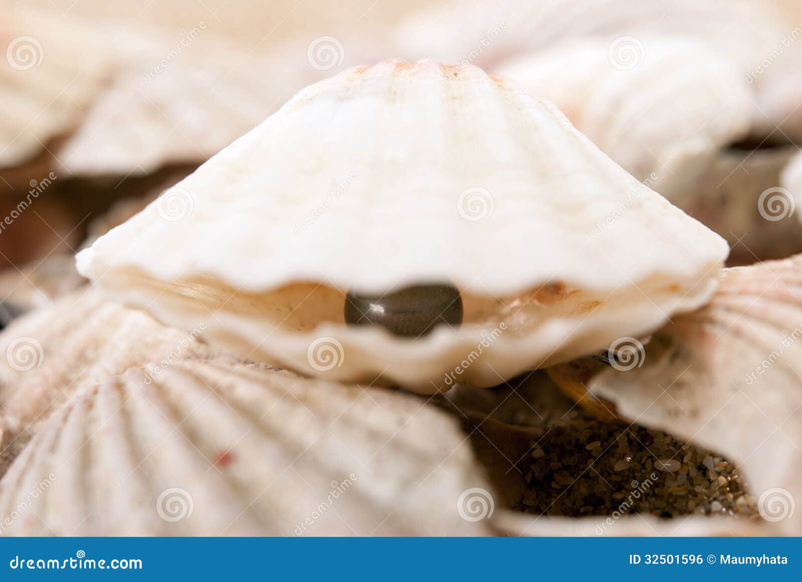 Pearl on the seashell stock photo. Image of life, lagoon - 32501596