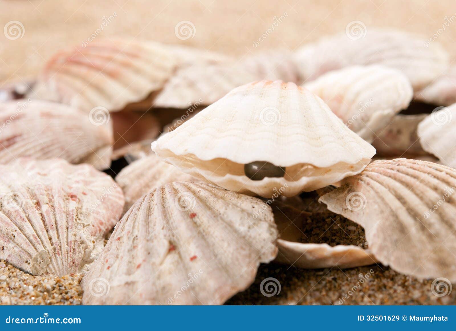 Pearl on the seashell stock image. Image of perfection - 32501629