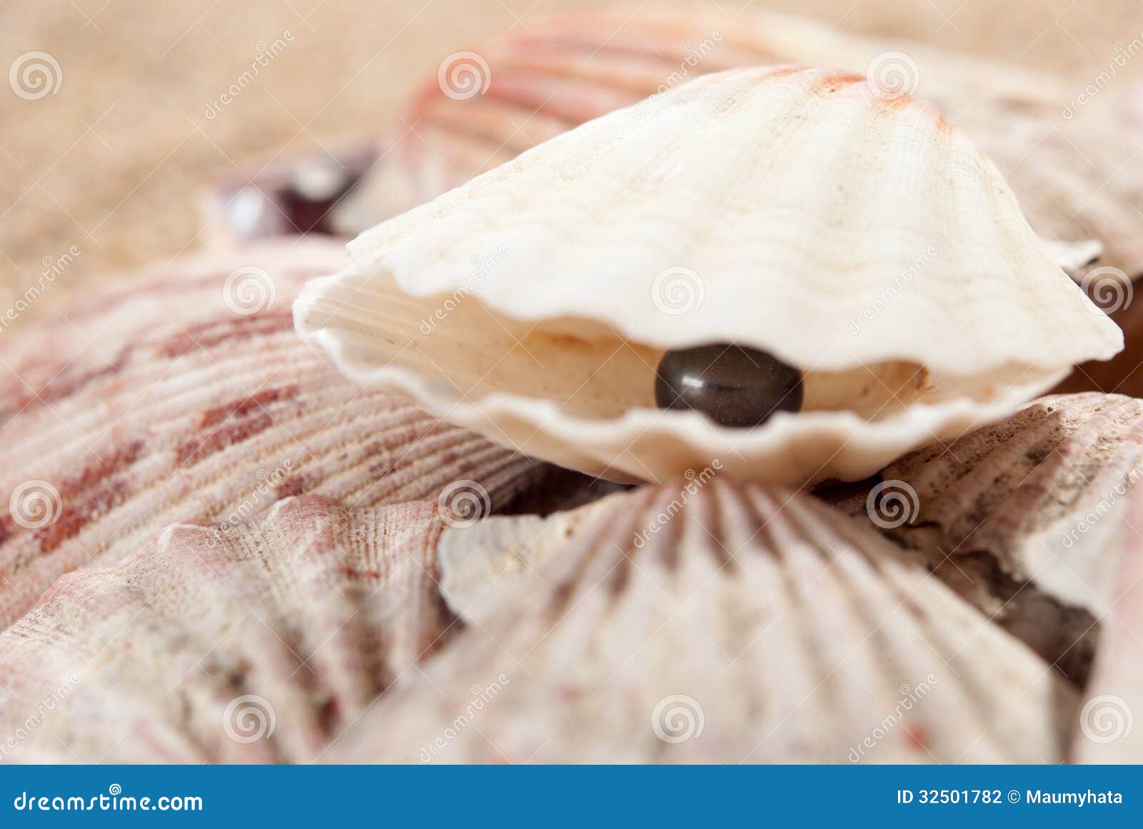 Pearl on the seashell stock photo. Image of shell, animals - 32501782