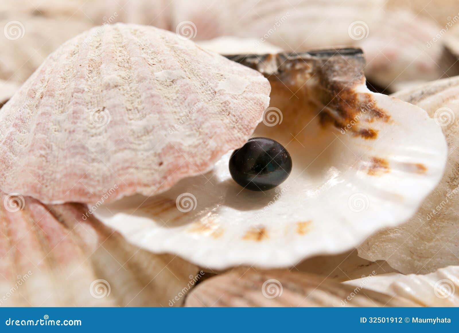 Pearl on the seashell stock photo. Image of locations - 32501912