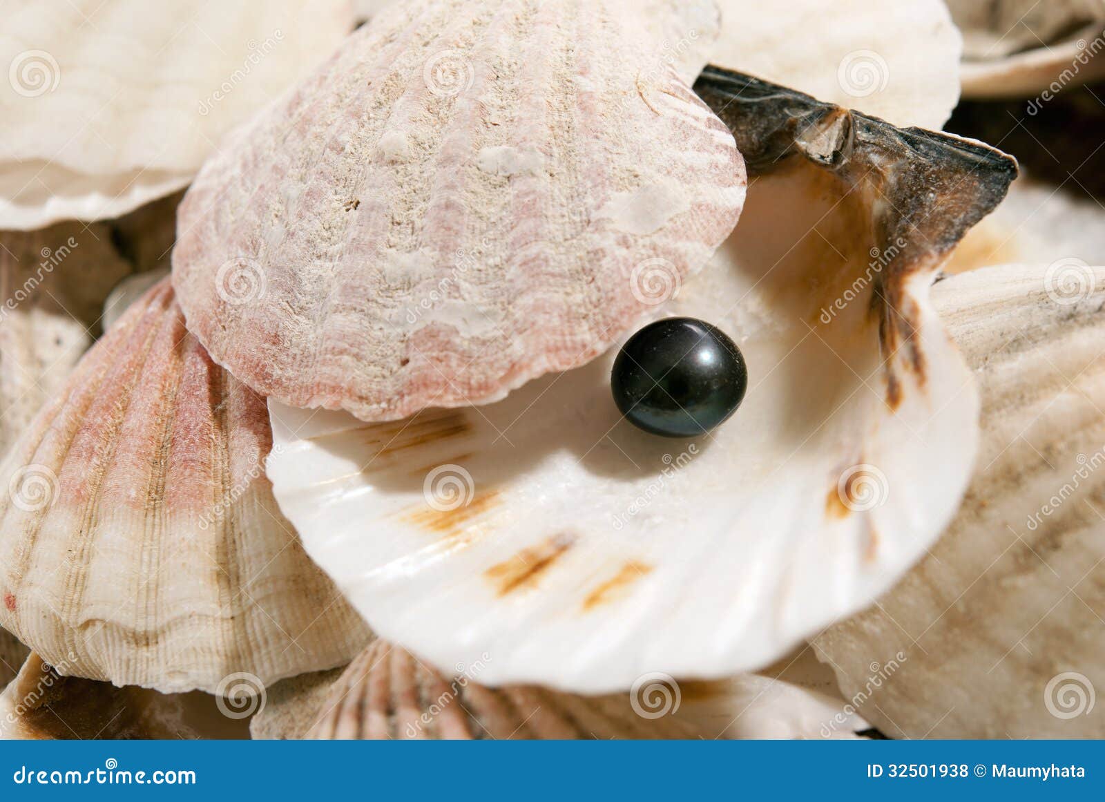 Pearl on the seashell stock photo. Image of colored, souvenir - 32501938