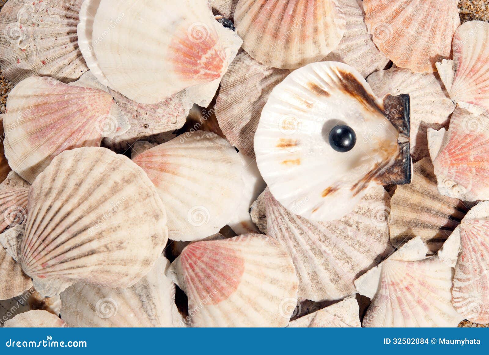 Pearl on the seashell stock photo. Image of summer, nature - 32502084