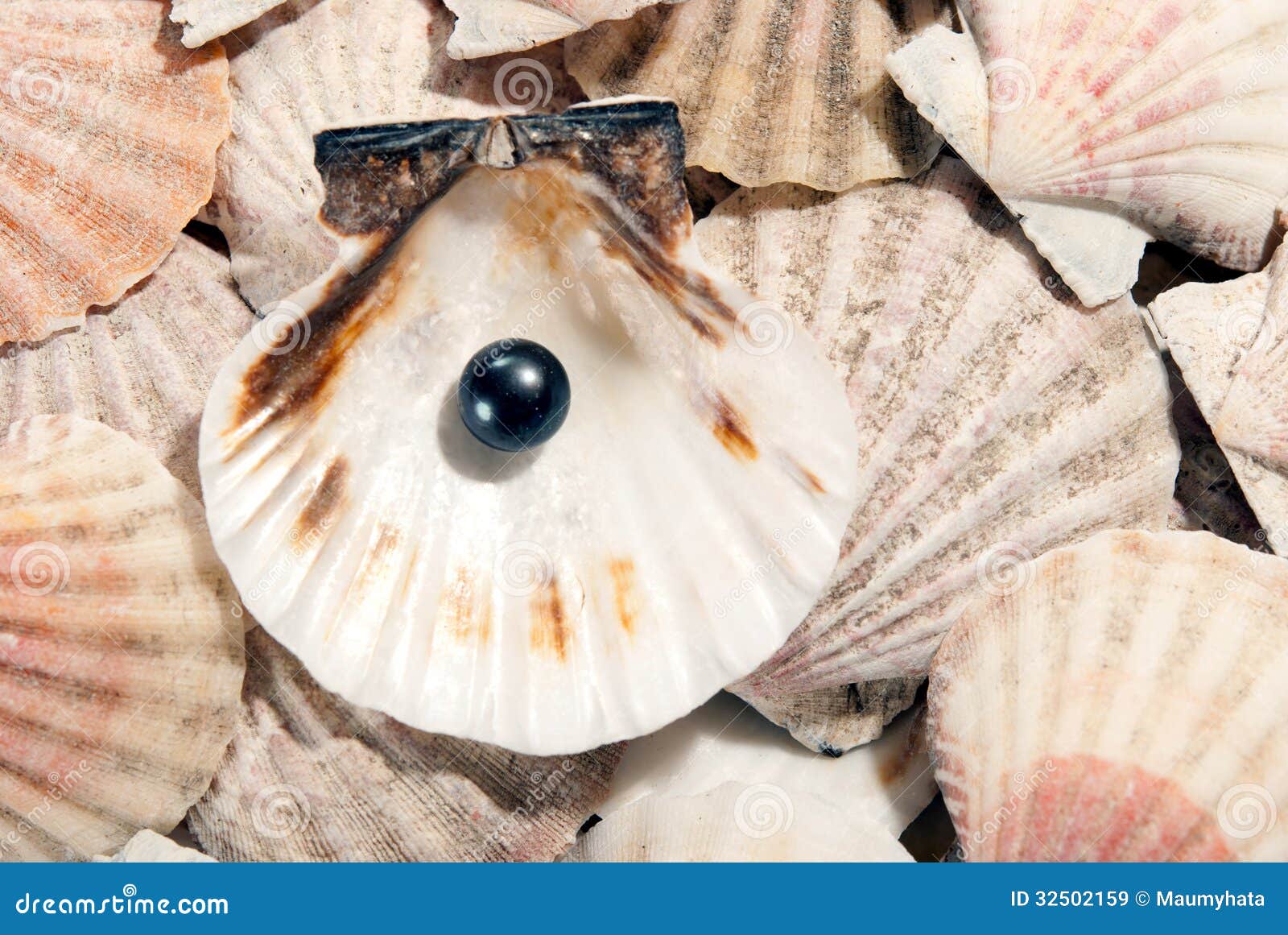Pearl on the seashell stock image. Image of scenics, animals - 32502159