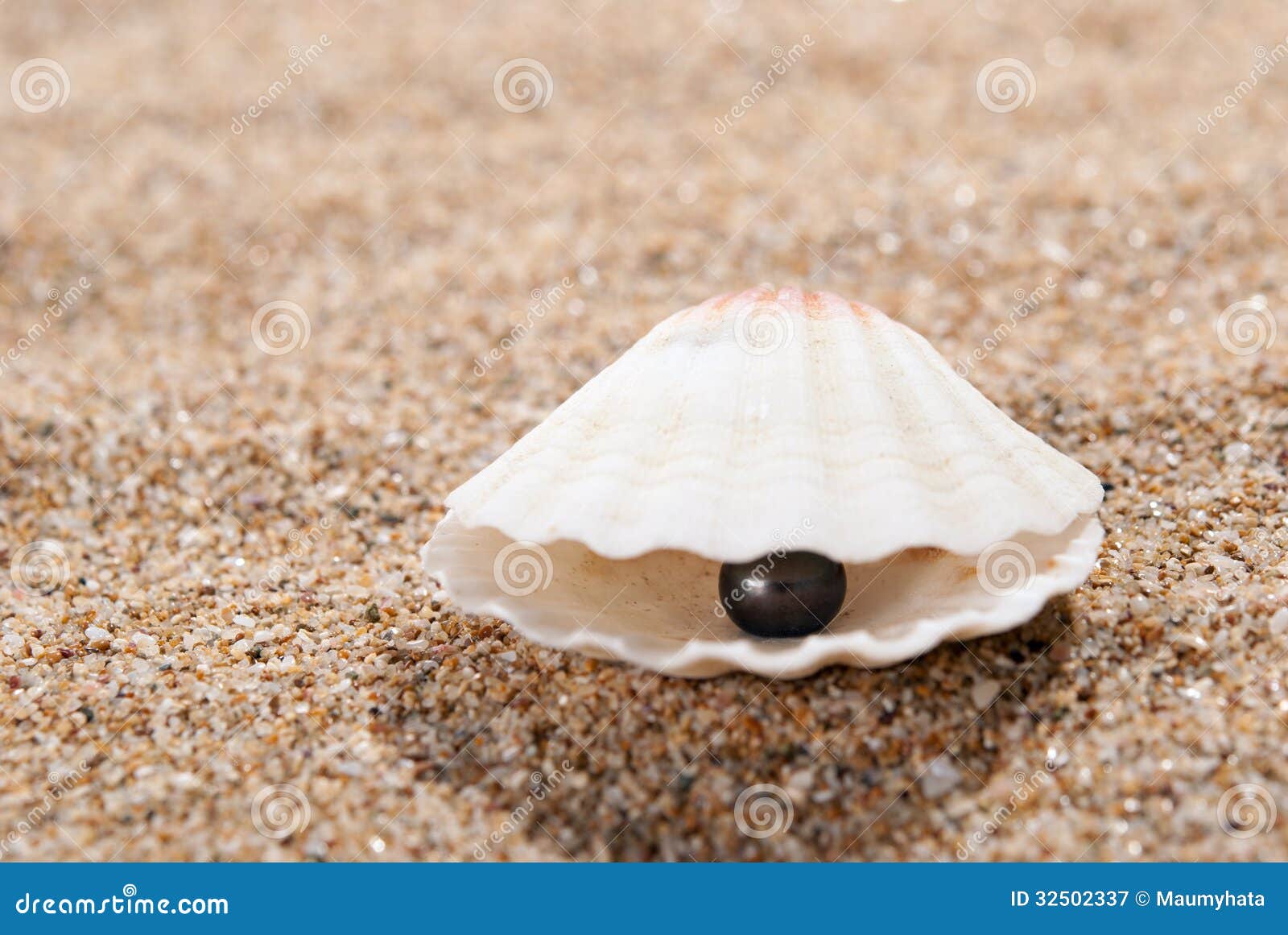Pearl on the seashell stock image. Image of beach, striped - 32502337
