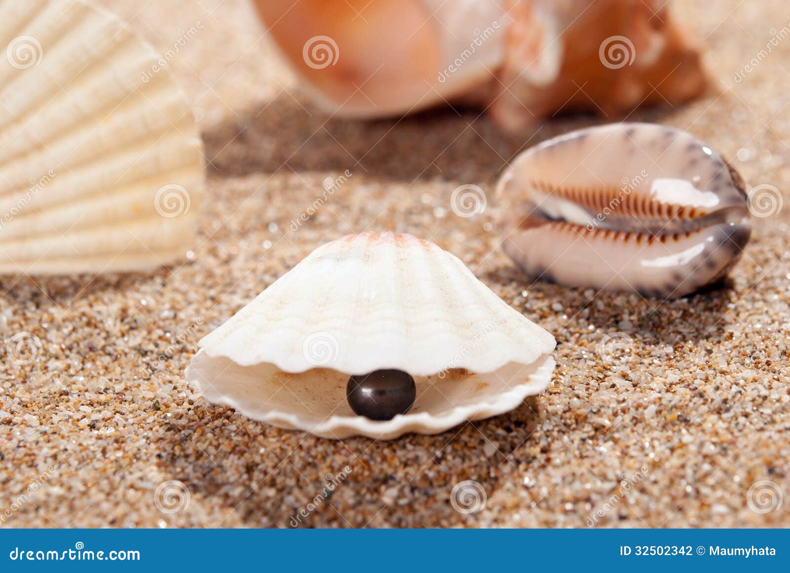 Pearl on the seashell stock photo. Image of tourism, lagoon - 32502342